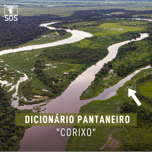 Dicionário Pantaneiro: Corixo - SOS Pantanal